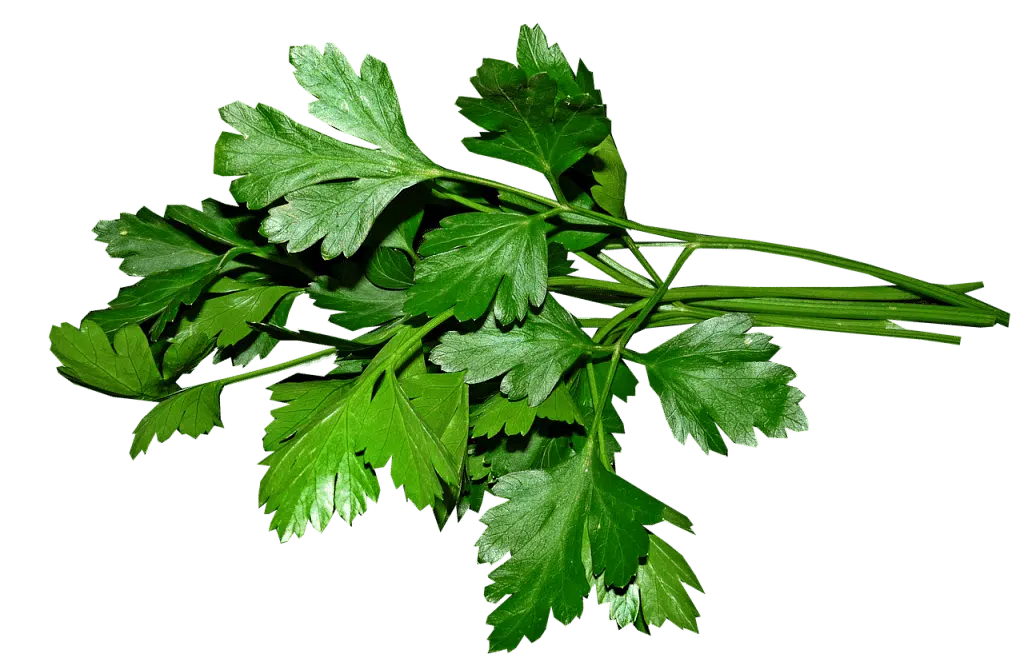 Come coltivare il Prezzemolo in vaso partendo dai semi