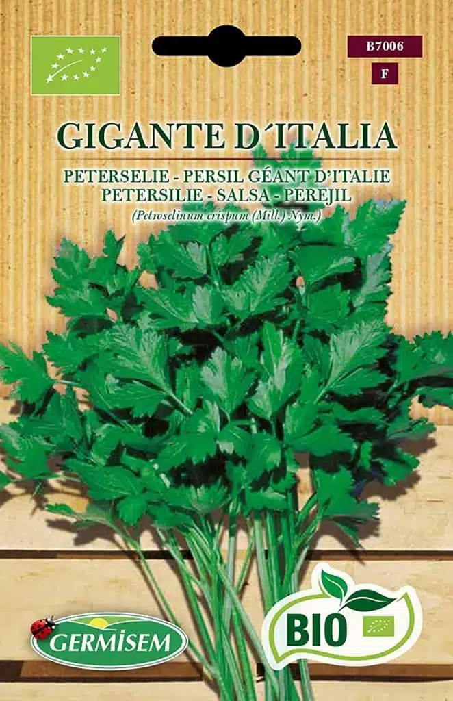 Come coltivare il Prezzemolo in vaso partendo dai semi