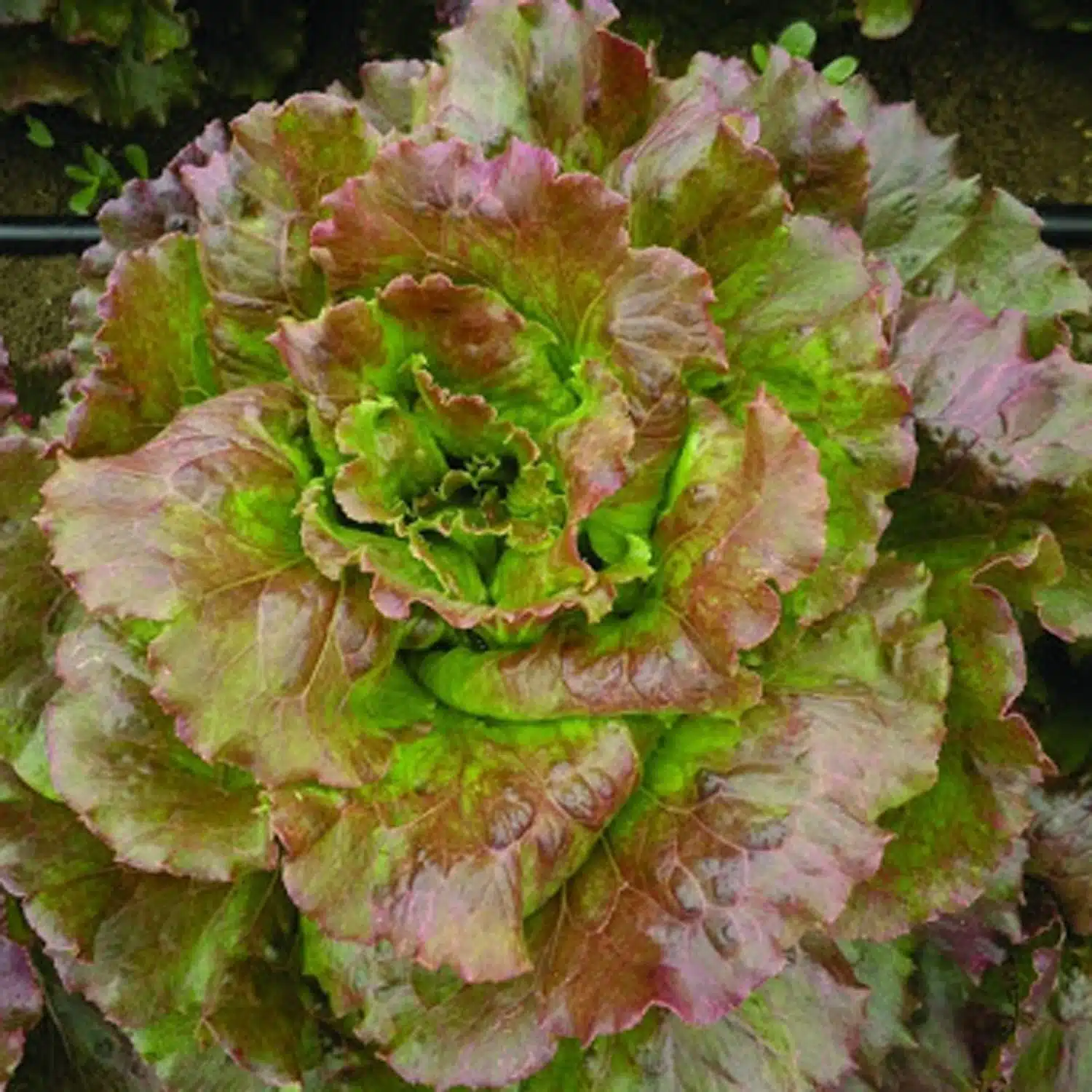 Come si coltiva la lattuga. Nell'orto e in vaso, semina e trapianto!