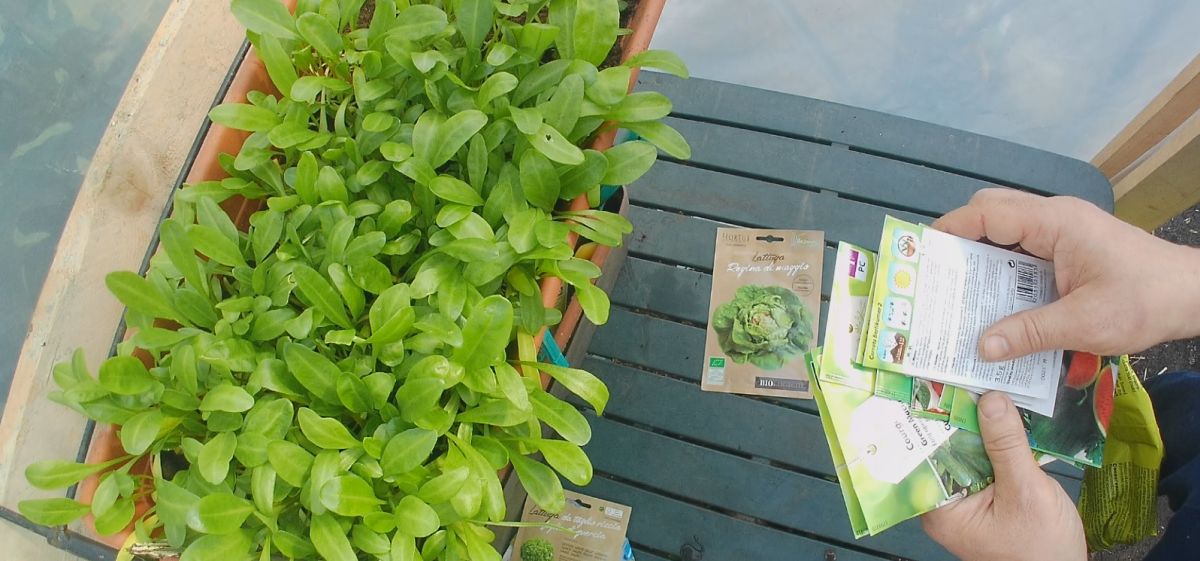 test semi Lidl 1 – Un Orso in Campagna