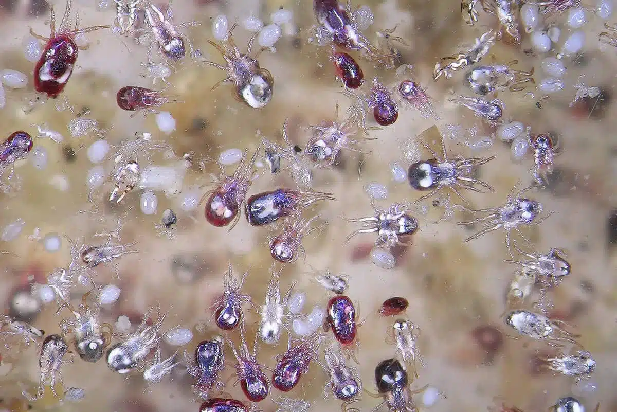 Come eliminare pidocchi, ragnetto rosso ed acari dal pollaio