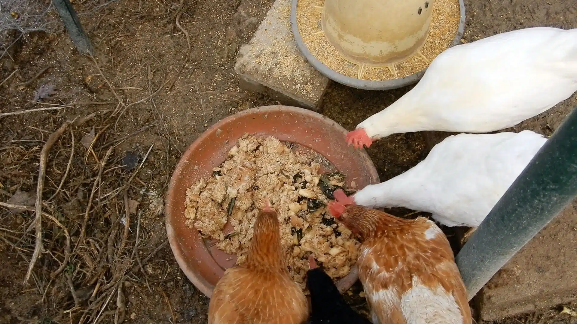 Pastone invernale per le galline 1 – Un Orso in Campagna