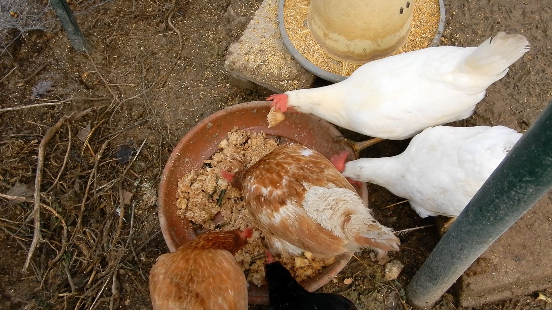 Pastone invernale per le galline 2 – Un Orso in Campagna