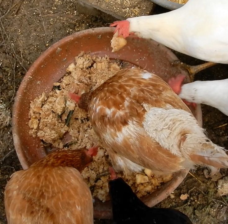 Pastone invernale per le galline! – Un Orso in Campagna