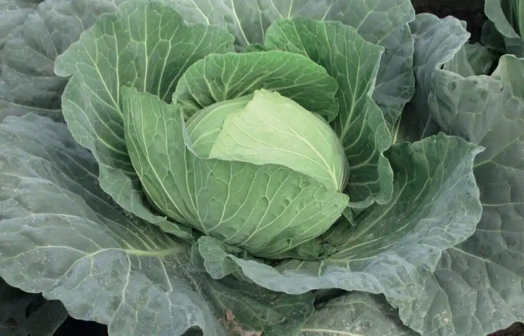 Come coltivare il cavolo cappuccio. 5 consigli utili! – Un Orso in Campagna