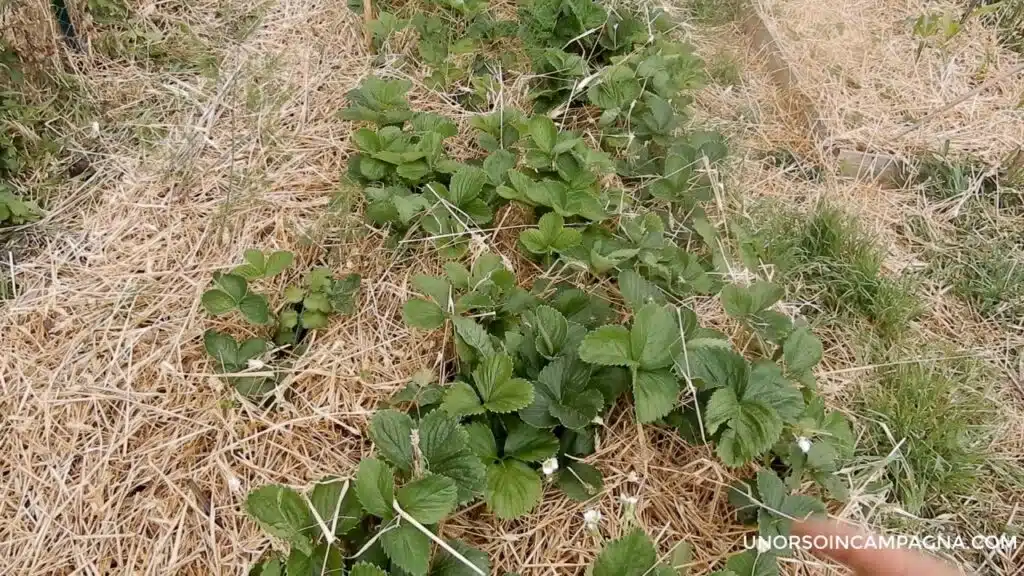 Pacciamatura nell'orto con la paglia – Un Orso in Campagna