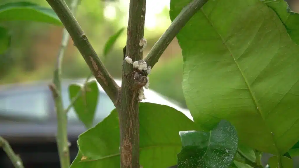 Olio bianco minerale! Addio cocciniglia! – Un Orso in Campagna