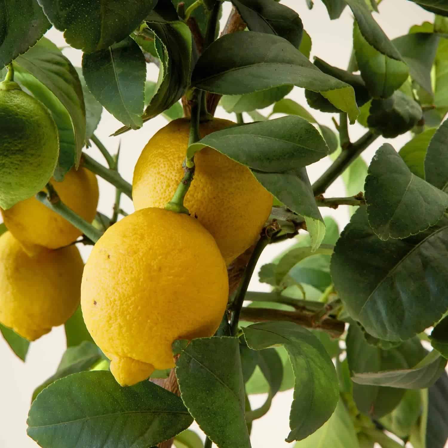 Limone lunario 3 – Un Orso in Campagna