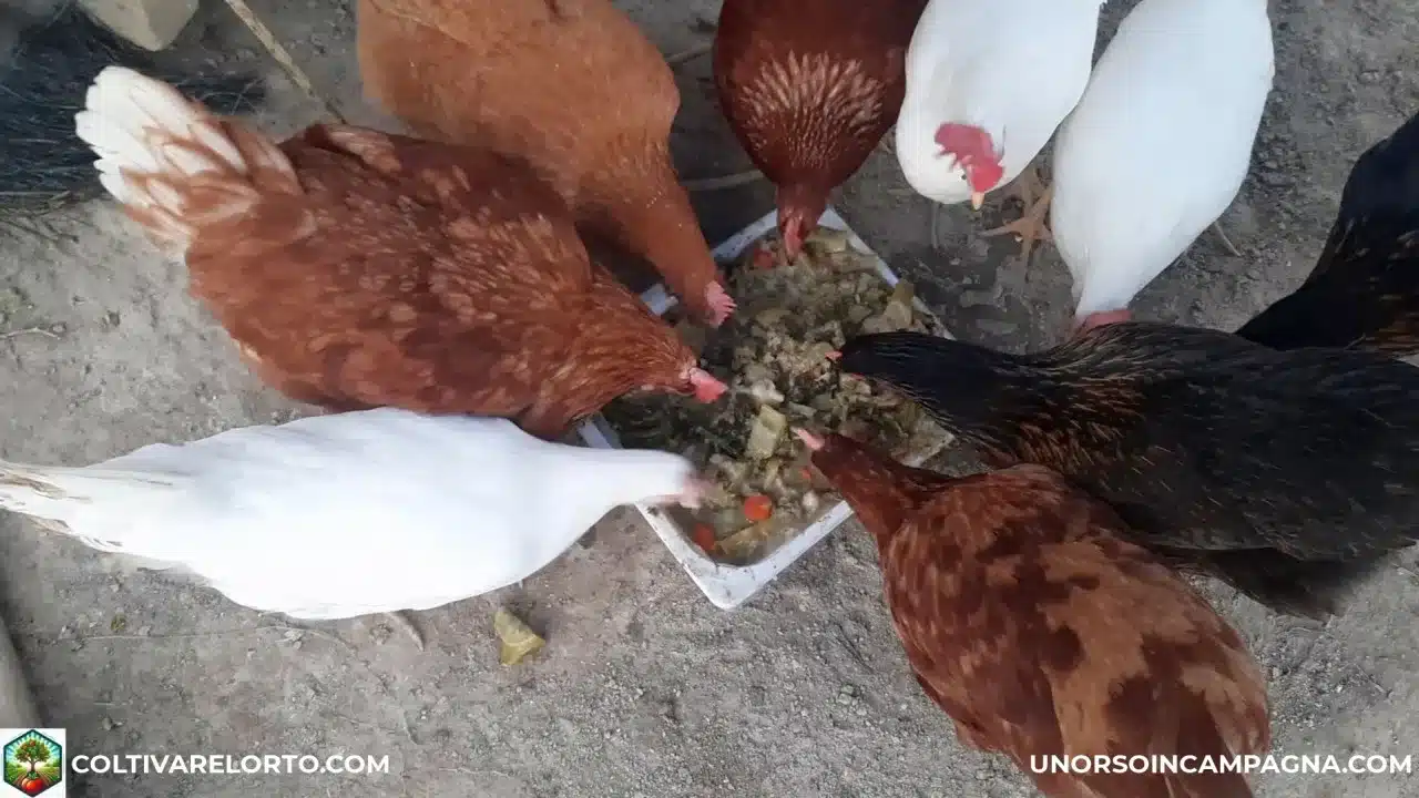 Ricetta del pastone invernale per le galline: nutrile con gli scarti ...